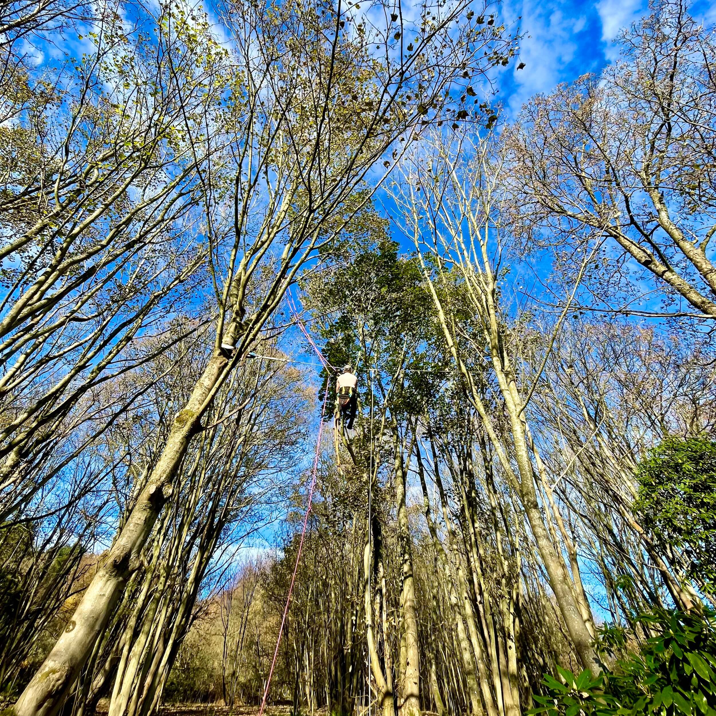 Data Sheets Treehouse Life