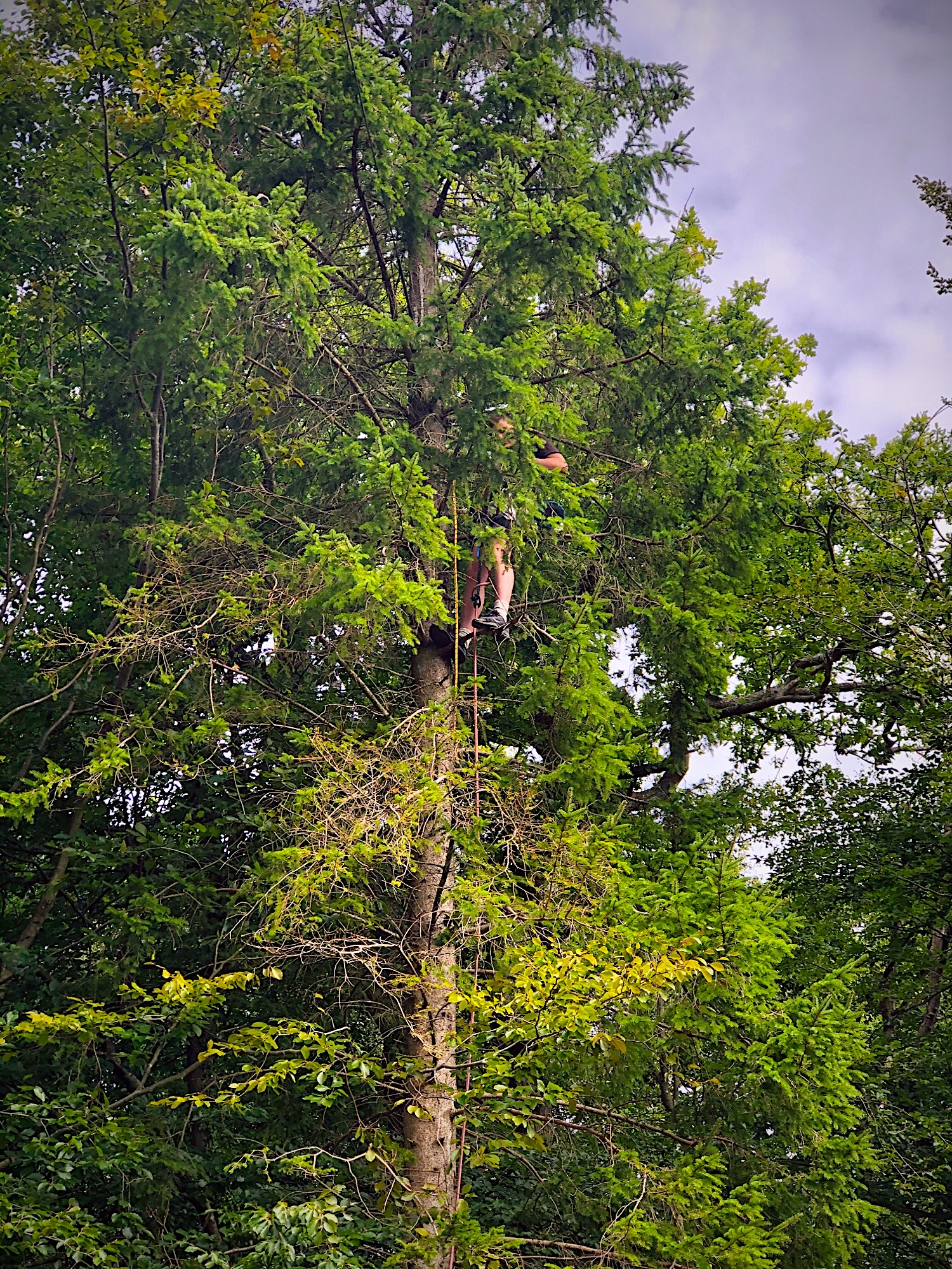Aerial Playground, UK | Treehouse Life
